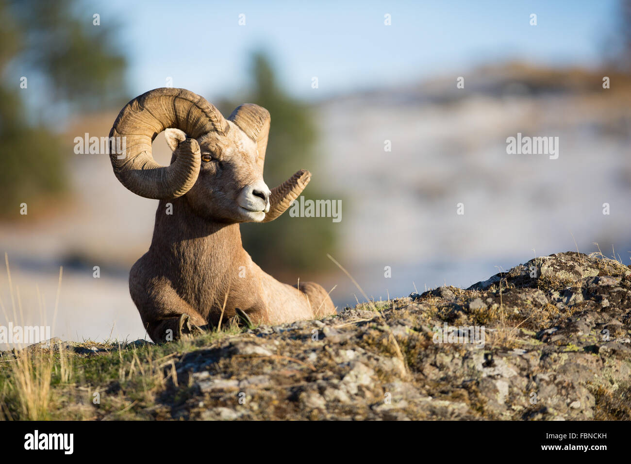 Sprawled Out High Resolution Stock Photography and Images - Alamy