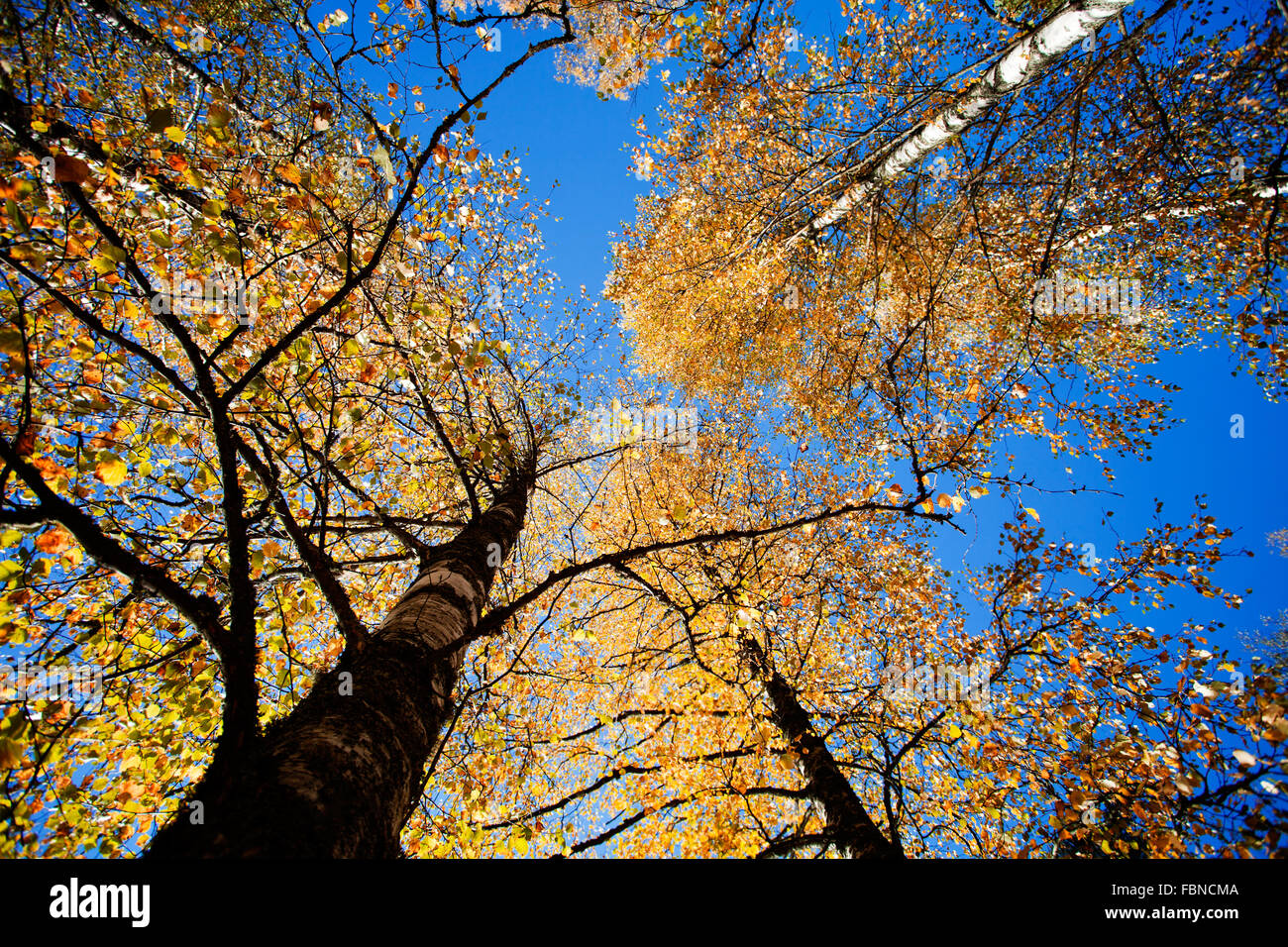 Branches of birch hi-res stock photography and images - Alamy
