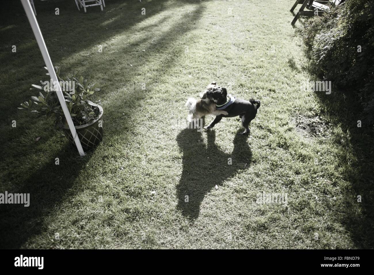 Two Dogs Playing In Garden Stock Photo - Alamy