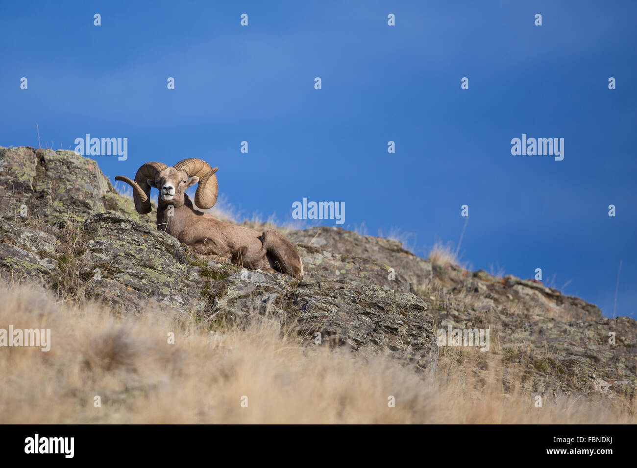 Large bighorn sheep sits on cliffs edge Stock Photo - Alamy