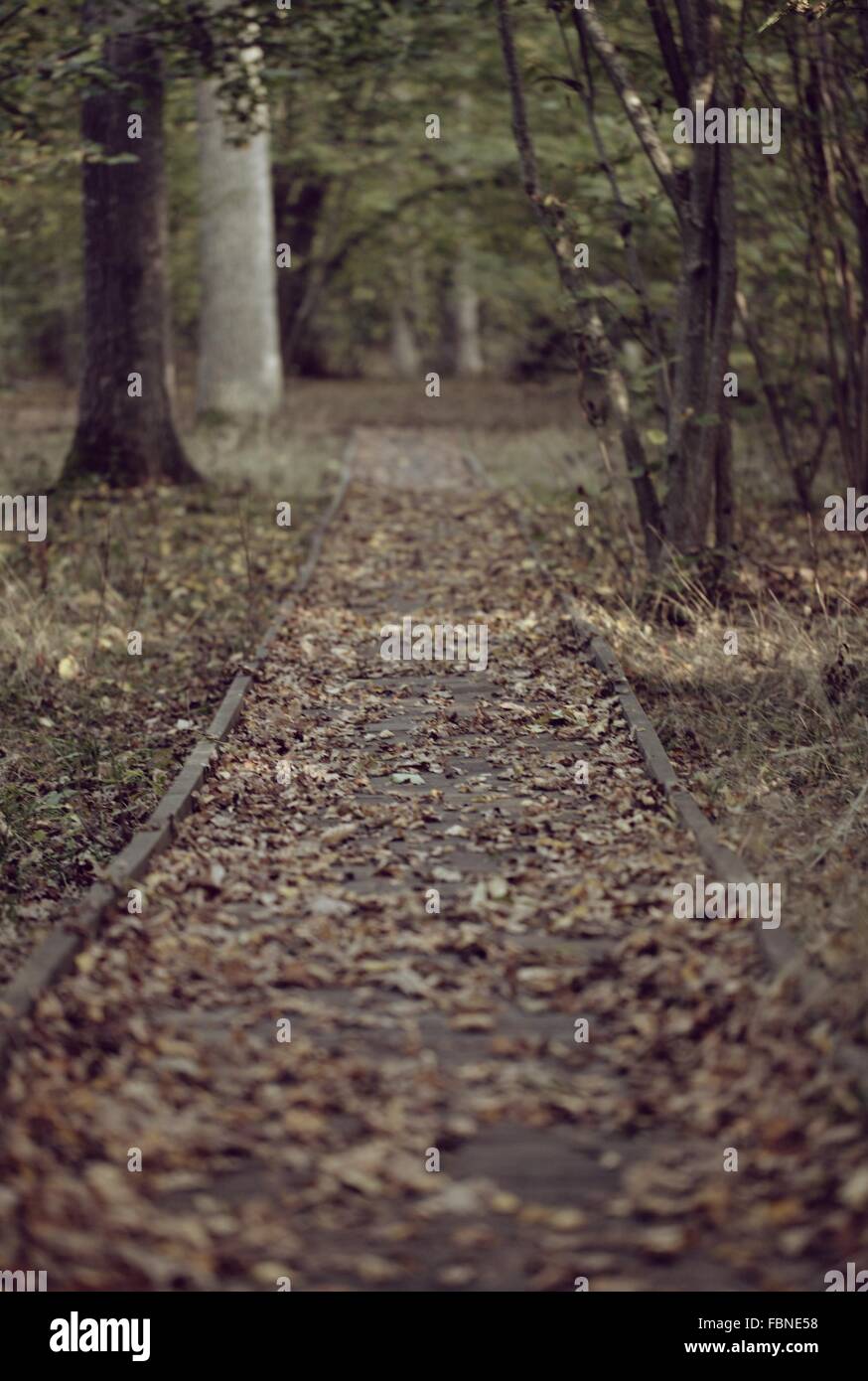 Autumn Leaves On Path Stock Photo - Alamy