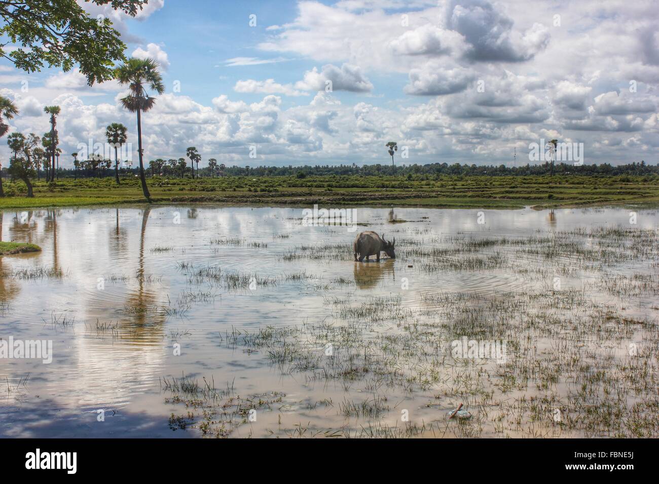 Marsh cow hi-res stock photography and images - Alamy