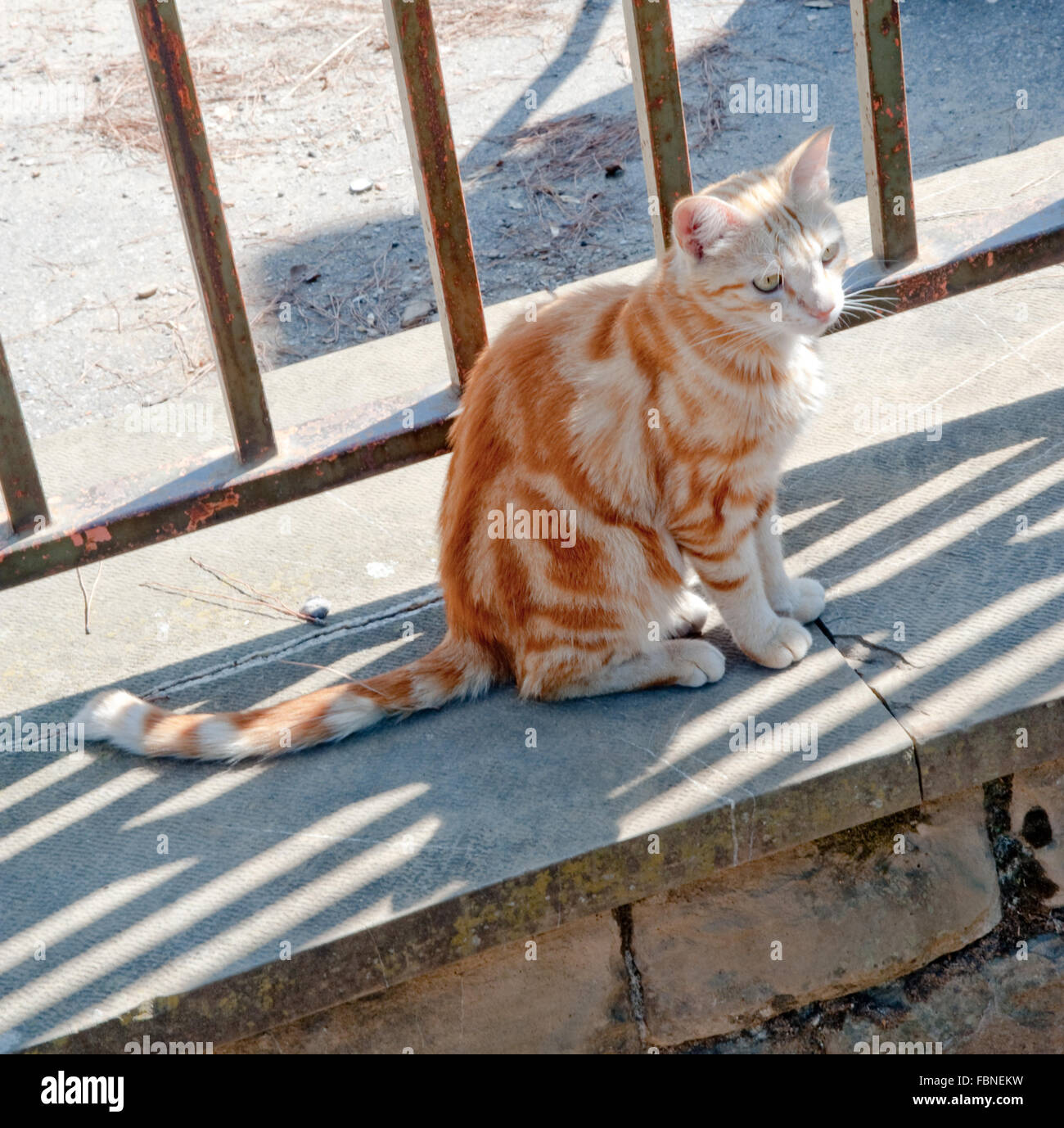 Orange tabby tomcat hi-res stock photography and images - Alamy