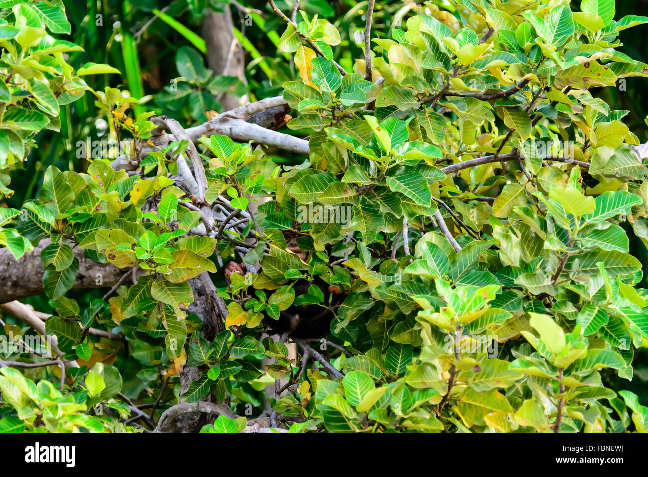 a Chimp hiding in the trees watching Stock Photo - Alamy