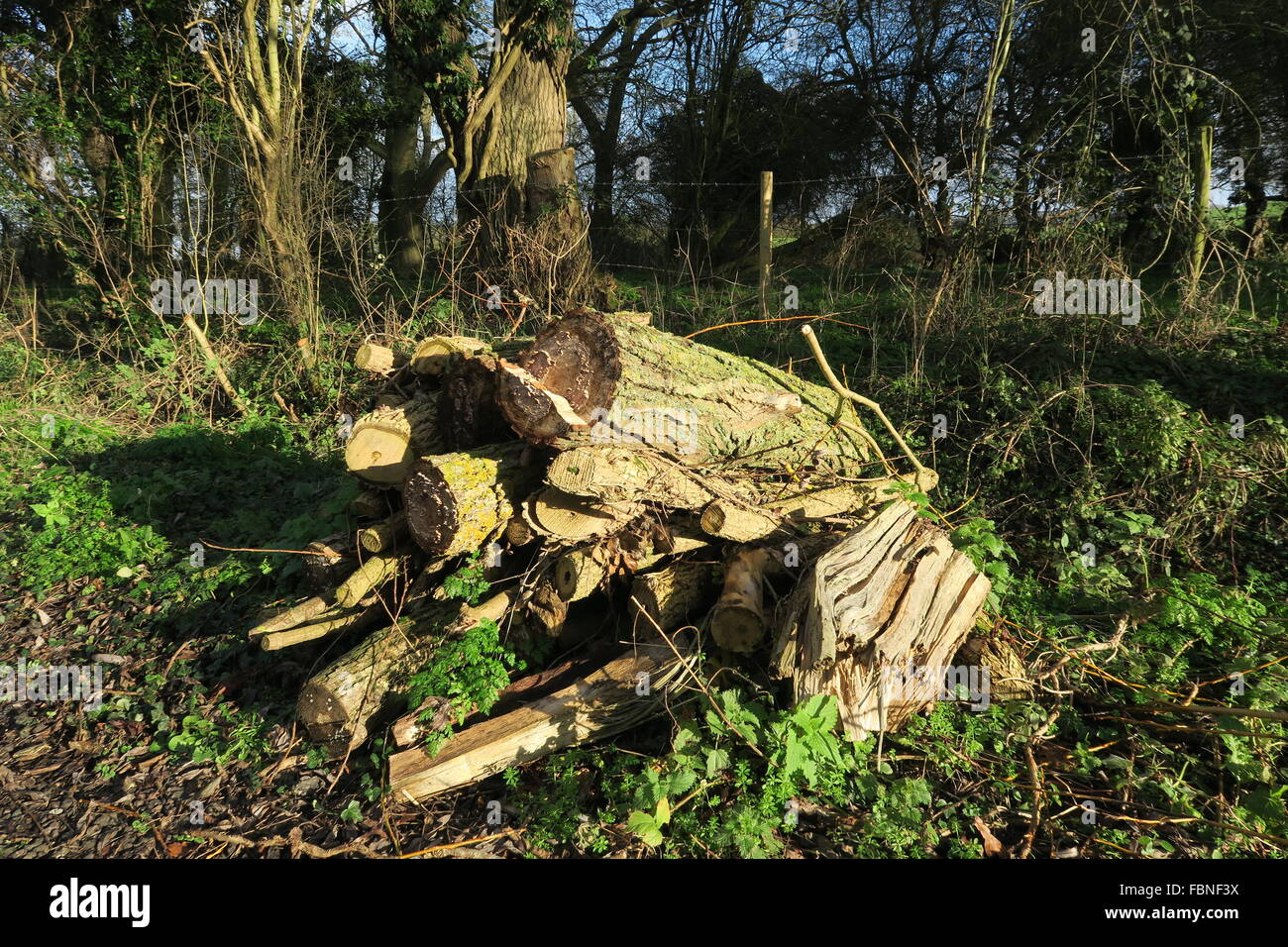 Logs timber firewood habitat stack pile seasoning wildlife garden hi ...