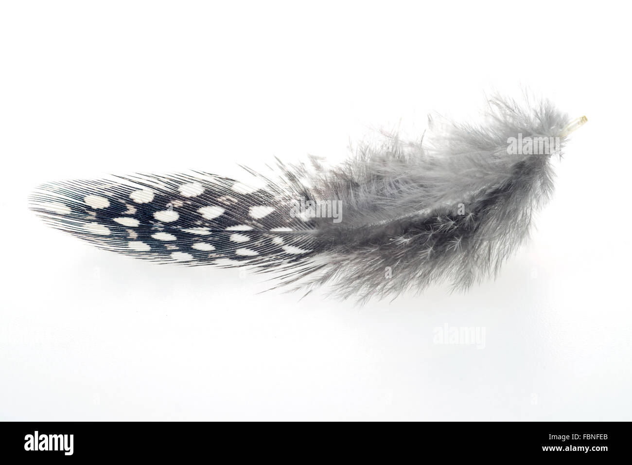 Feather falling vector hi-res stock photography and images - Alamy