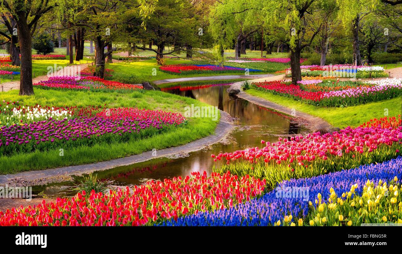 garden of flower spring season Stock Photo - Alamy