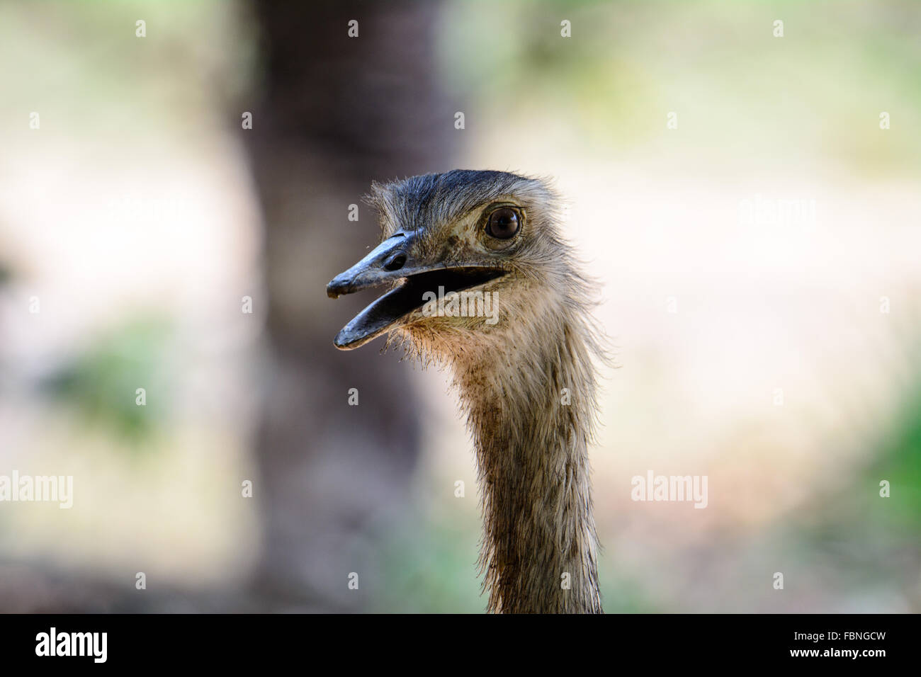 Rhea Head High Resolution Stock Photography and Images - Alamy