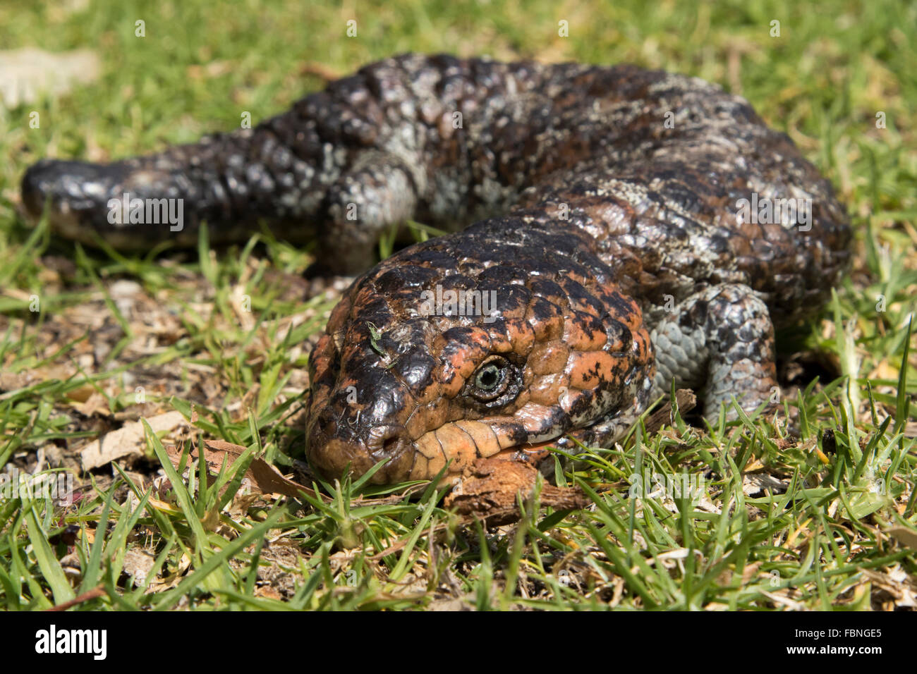 Shingleback Lizard Stock Photos & Shingleback Lizard Stock Images - Alamy