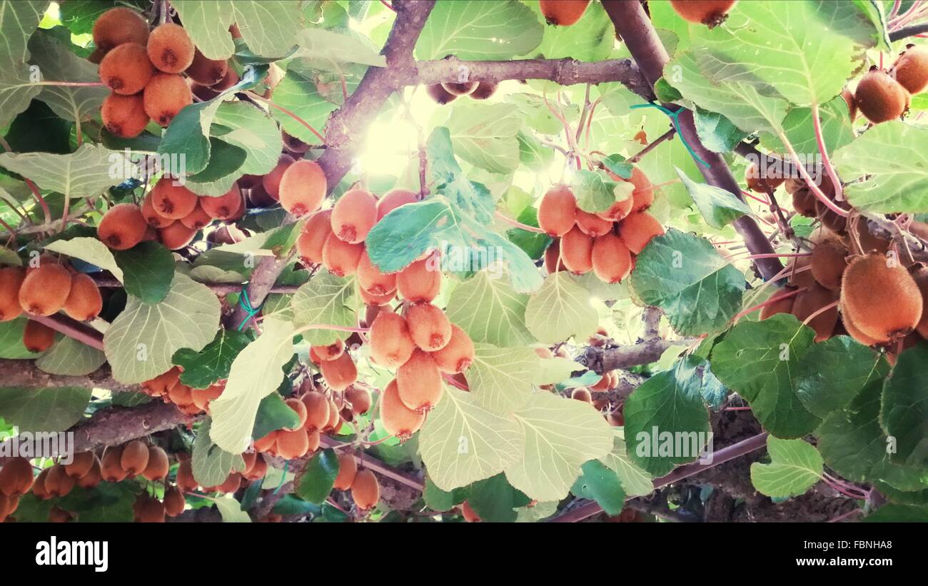 Kiwi fruits growing hi-res stock photography and images - Alamy