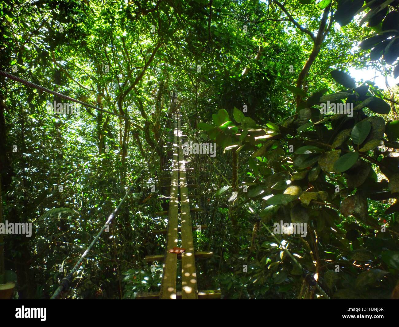 Rope Bridge In The Forest Tree High Resolution Stock Photography and ...