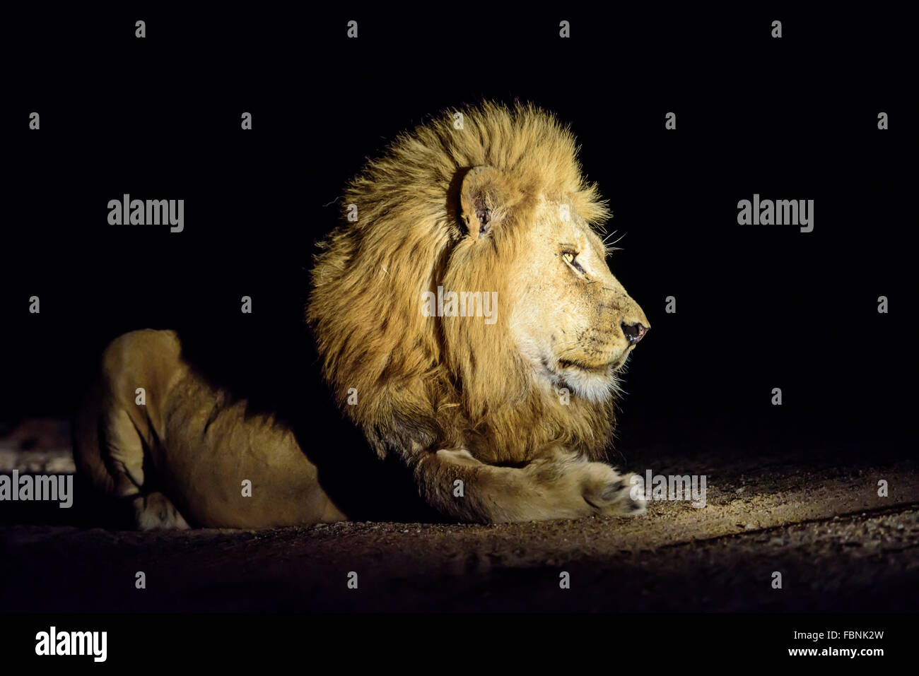 Male Lion in the darkness Stock Photo - Alamy