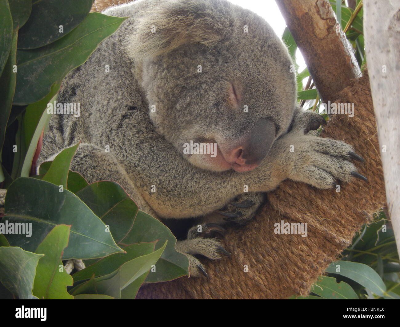 Animal sleeping in tree hi-res stock photography and images - Alamy