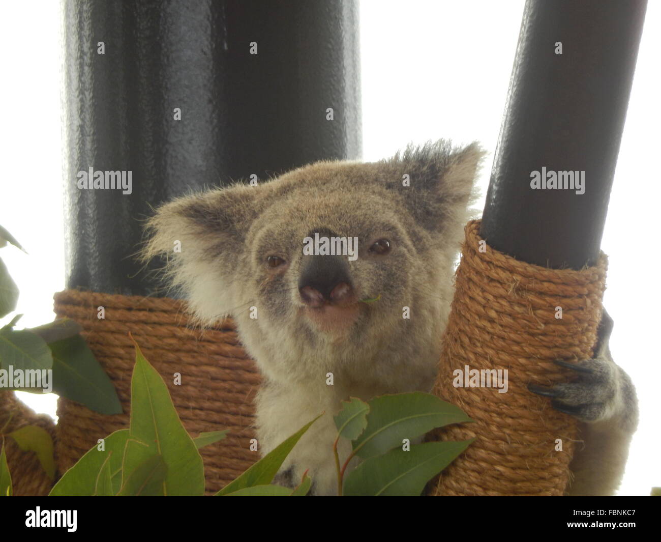 Koala Bear On Pole Stock Photo - Alamy