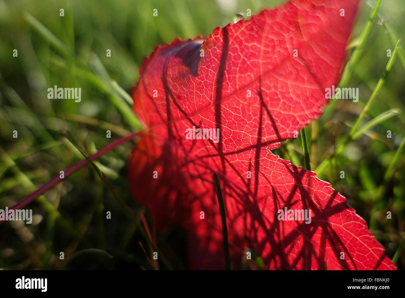 Red leaf hi-res stock photography and images - Alamy