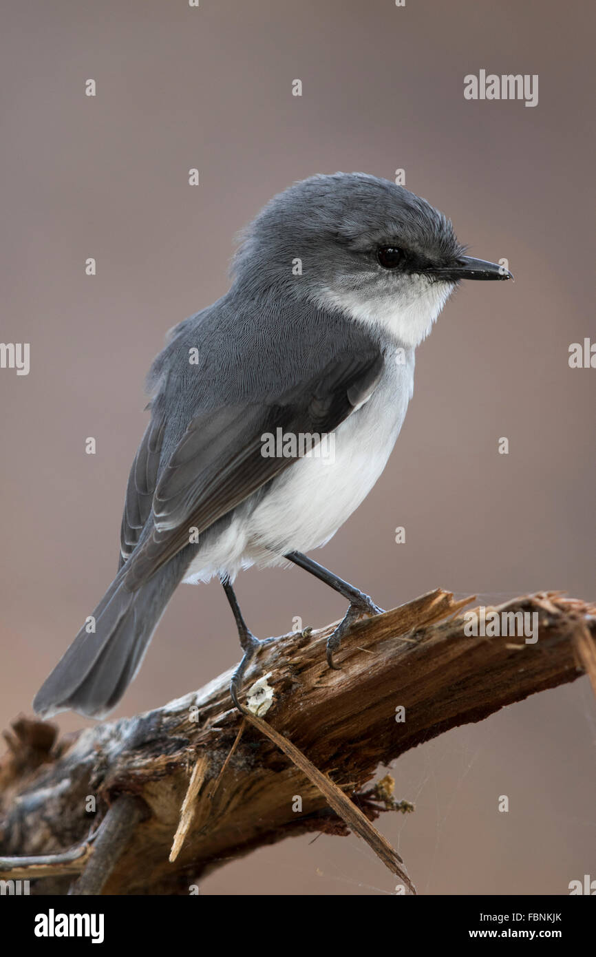 White-breasted Robin (Eopsaltria georgiana Stock Photo - Alamy