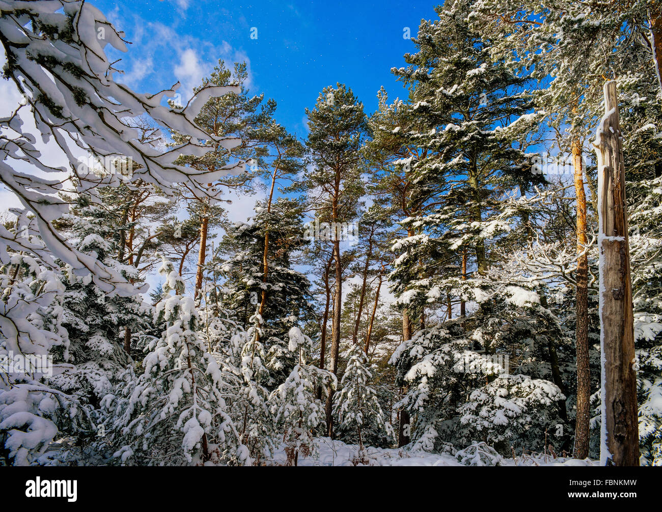 France alsace pine forest hi-res stock photography and images - Alamy