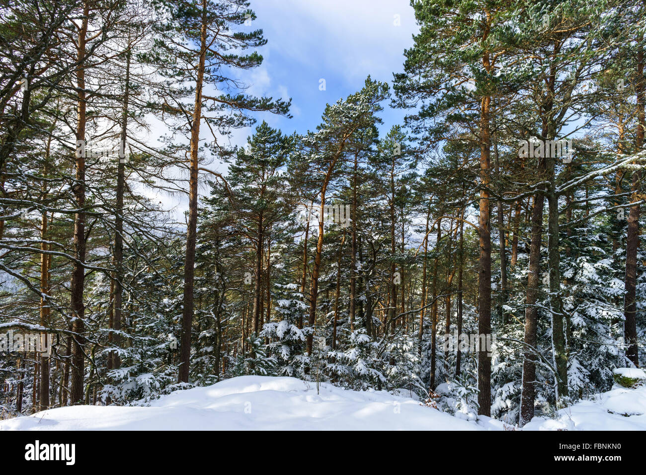 France alsace pine forest hi-res stock photography and images - Alamy