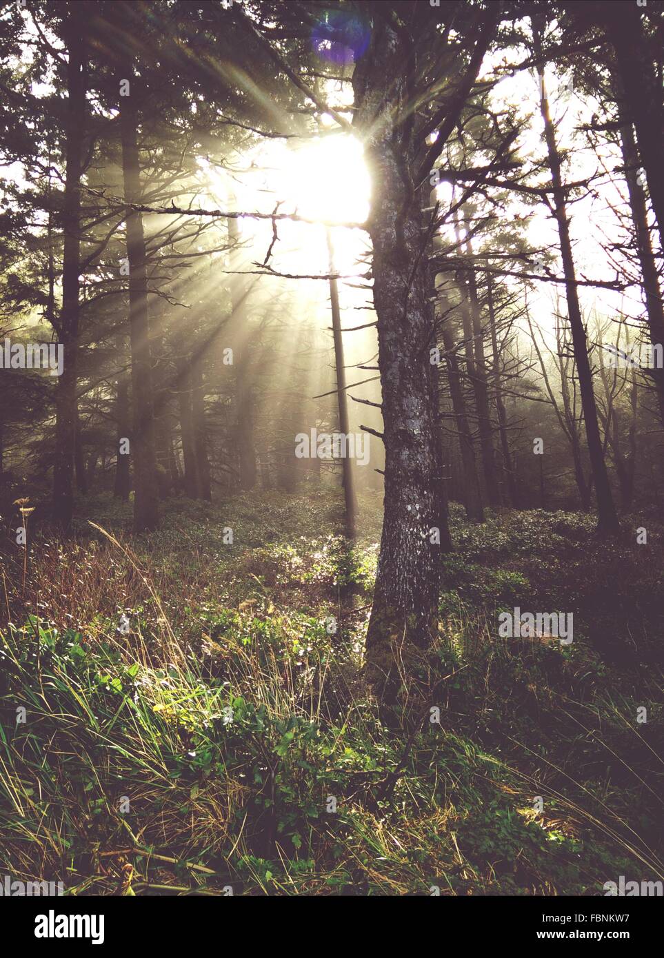 Forest In Sunlight Stock Photo - Alamy