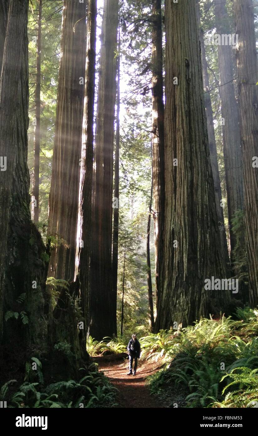 Redwood forest person hi-res stock photography and images - Alamy