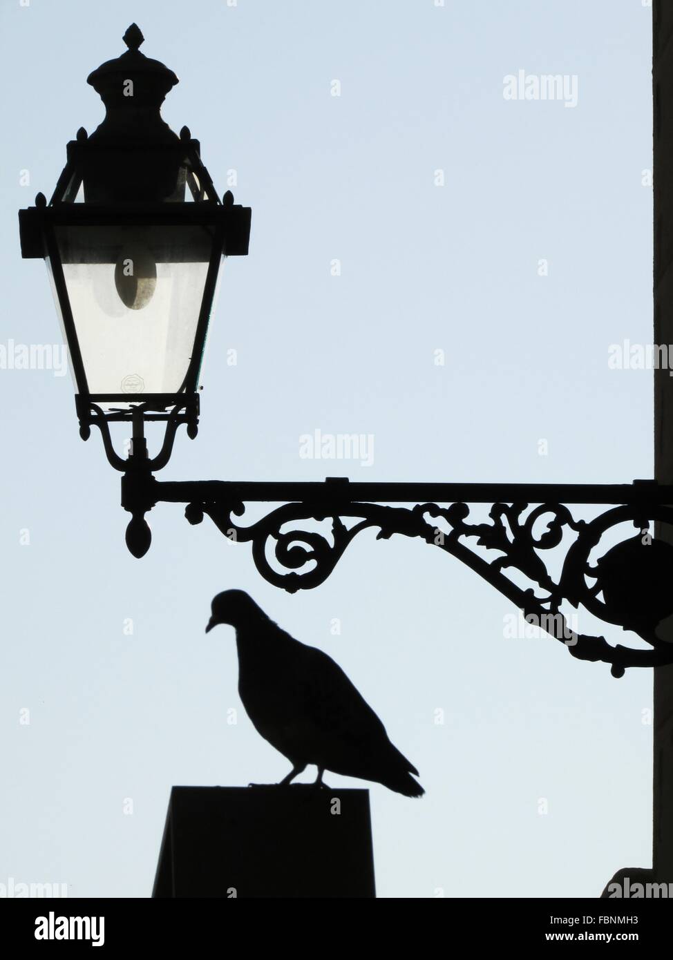 Pigeon against the light hi-res stock photography and images - Alamy