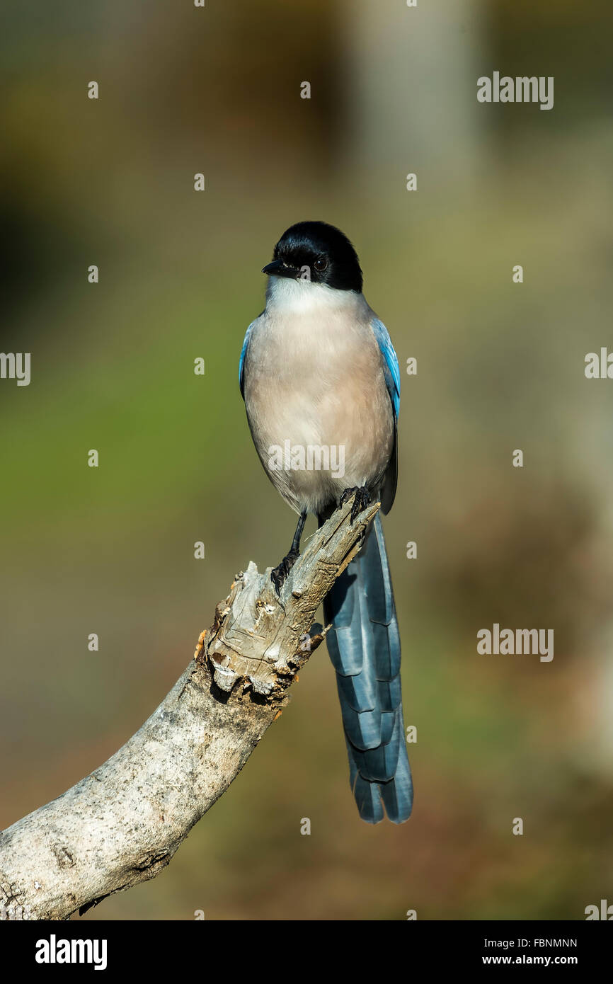 Azure winged magpie with food hi-res stock photography and images - Alamy