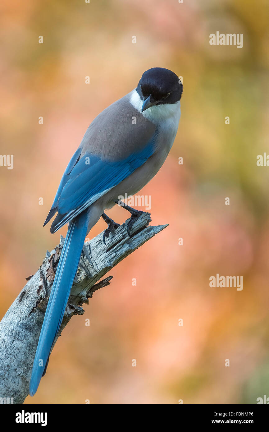 Azure winged jay hi-res stock photography and images - Alamy