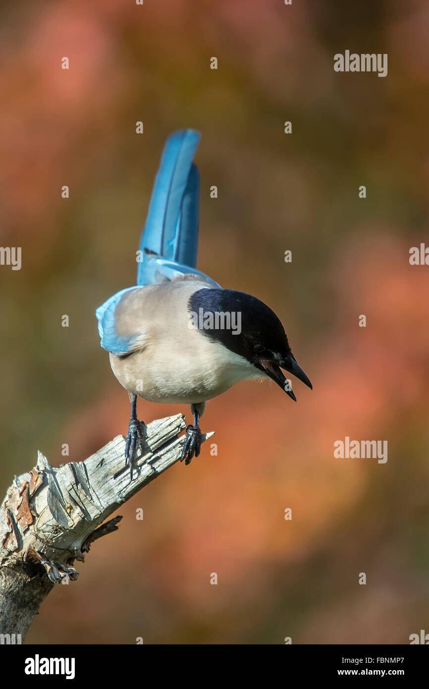 Azure winged magpie with food hi-res stock photography and images - Alamy