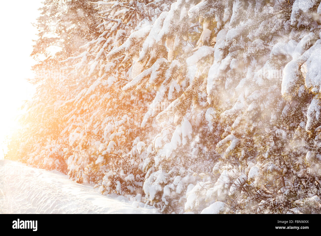 Snowfall in pine forest at sunset Stock Photo - Alamy