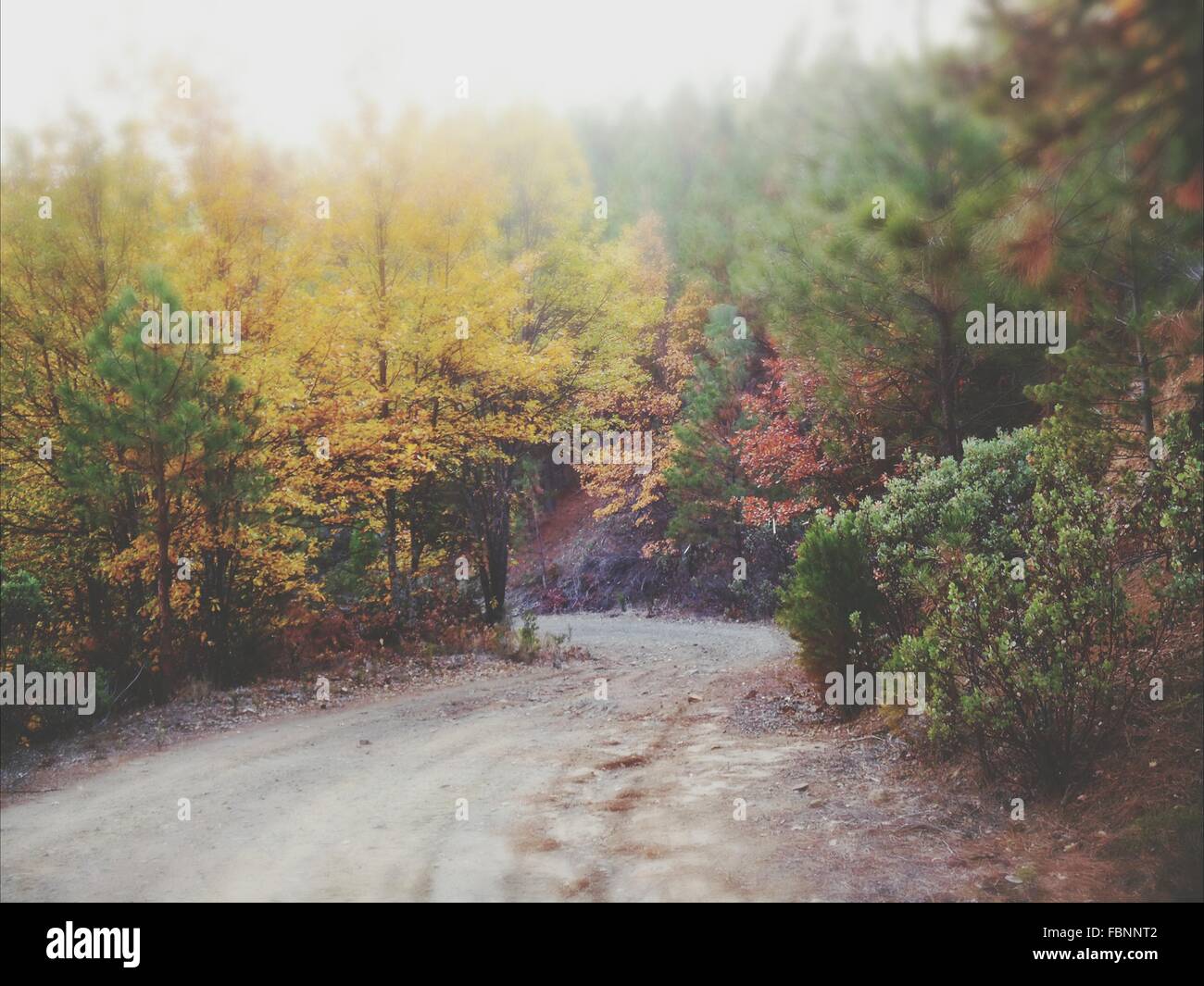 Dirt Road In Forest Stock Photo - Alamy