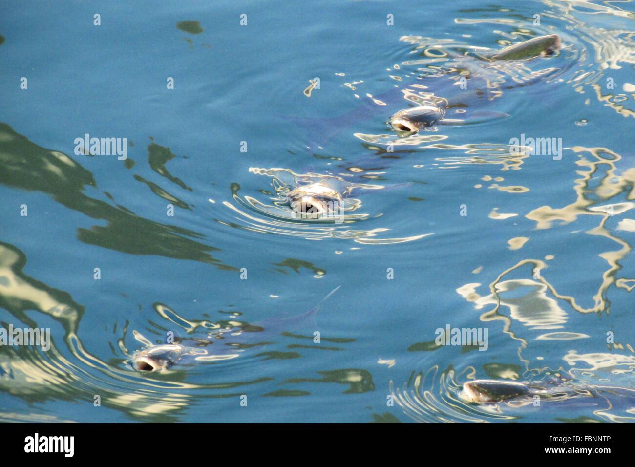 Gasping fish hi-res stock photography and images - Alamy