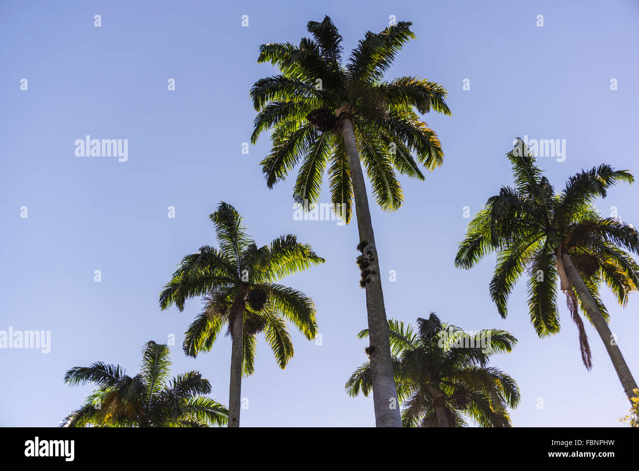Palm trees, Rio de Janeiro, Brazil Stock Photo - Alamy