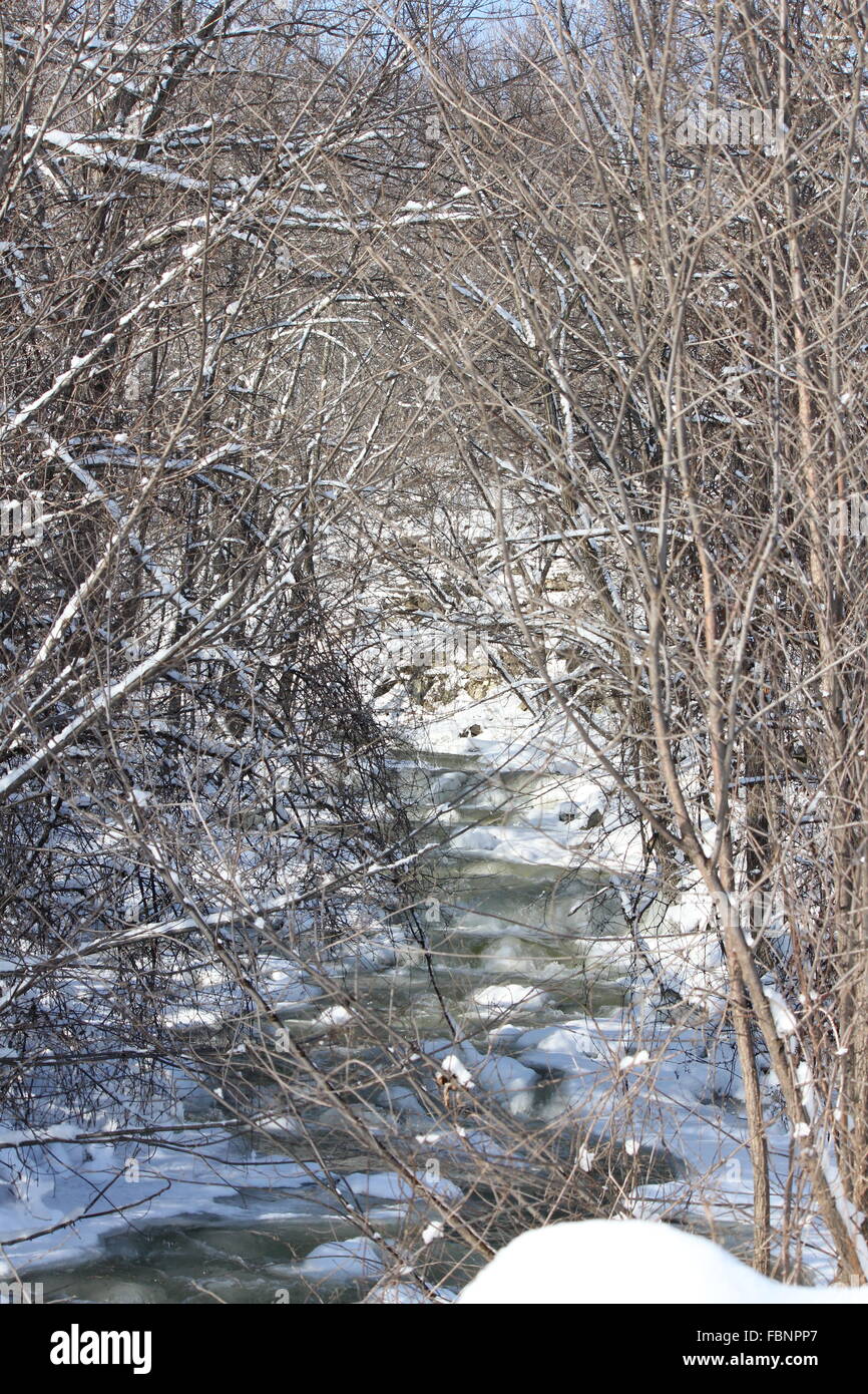 Little hillside stream among the trees, flowing down a rocky stream bed ...