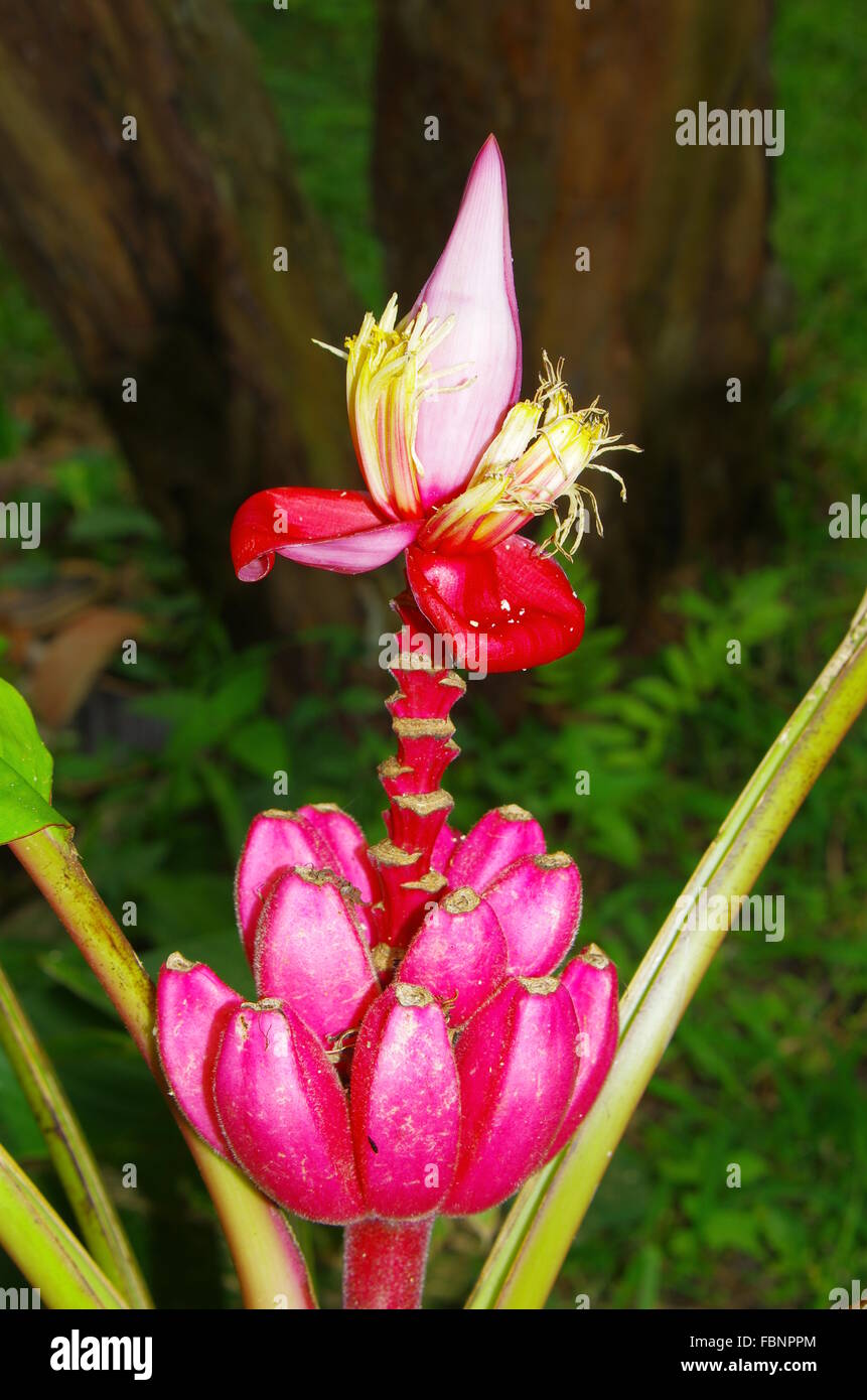 Wild banana plant Stock Photo - Alamy