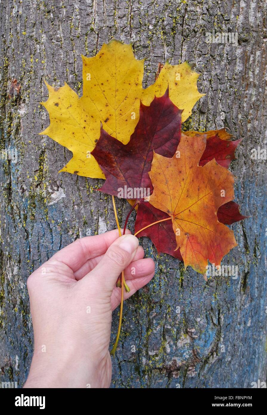 Maple tree limb hi-res stock photography and images - Alamy