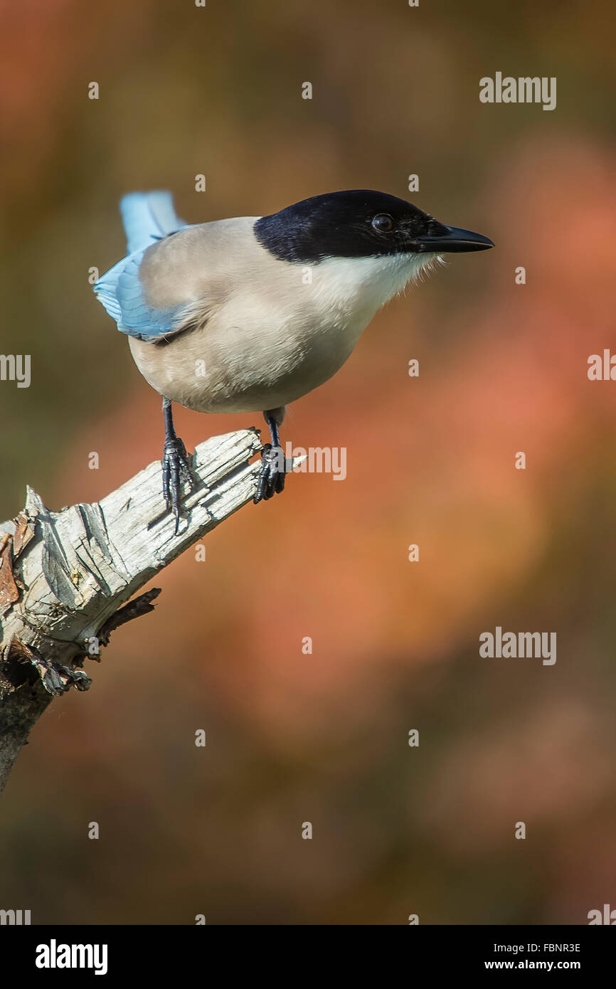 Azure winged magpie with food hi-res stock photography and images - Alamy