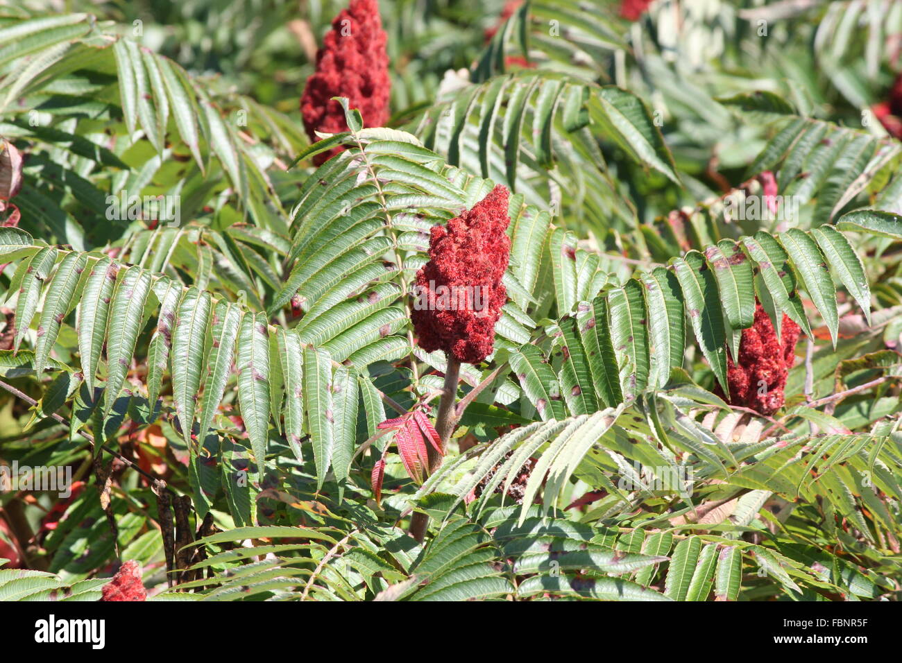 Staghorn Sumac bush full of red Bob's growing beside a country road in ...
