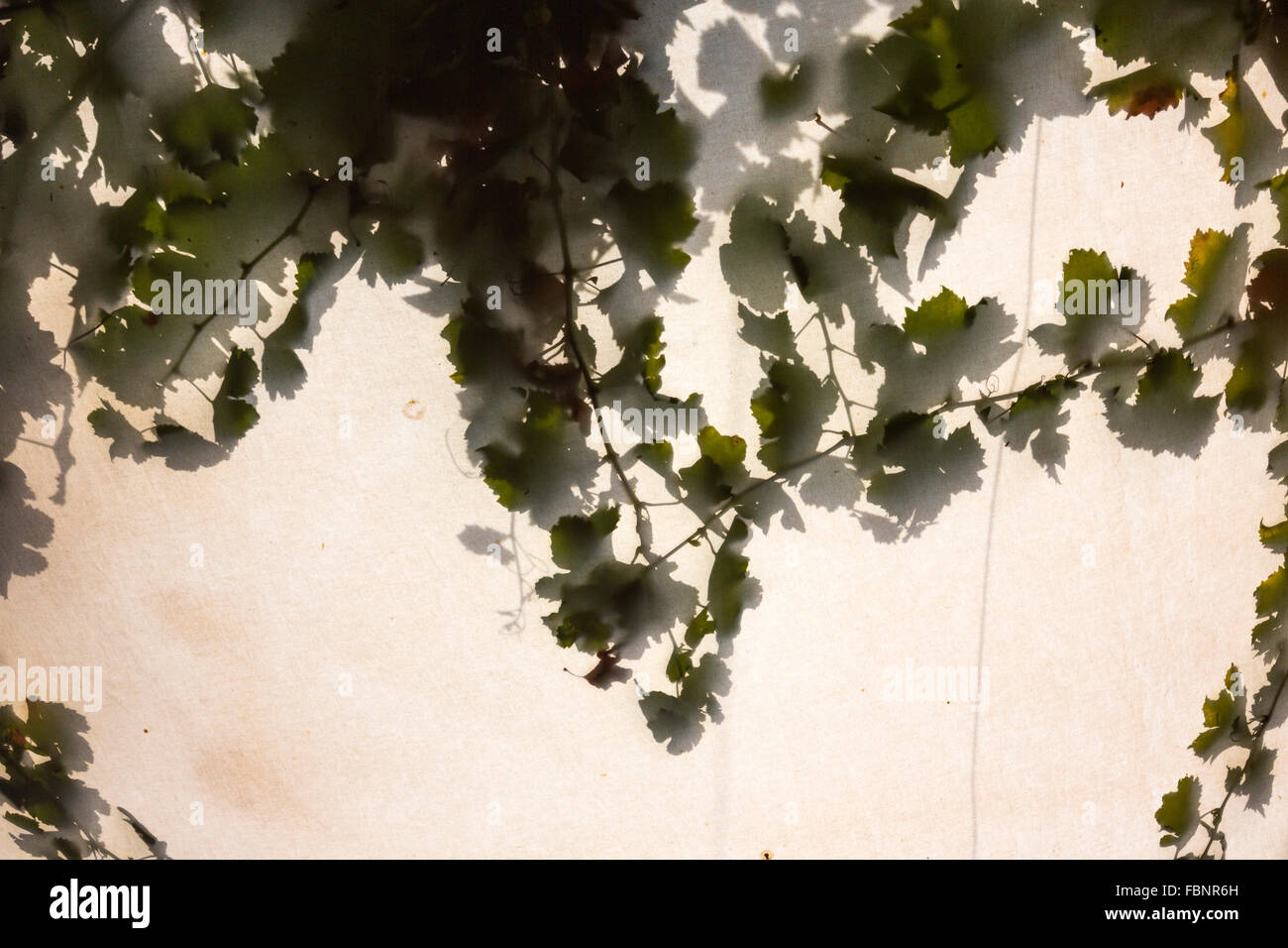 Grape vines grow over their pergolas to provide shade in the summer in ...