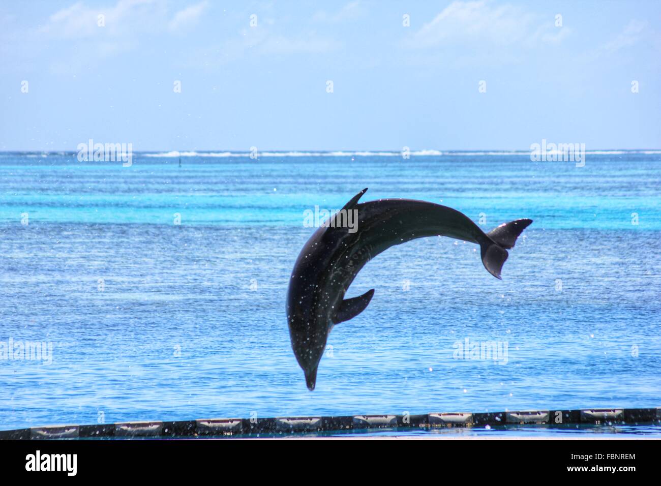 Dolphin In The Sky High Resolution Stock Photography and Images - Alamy