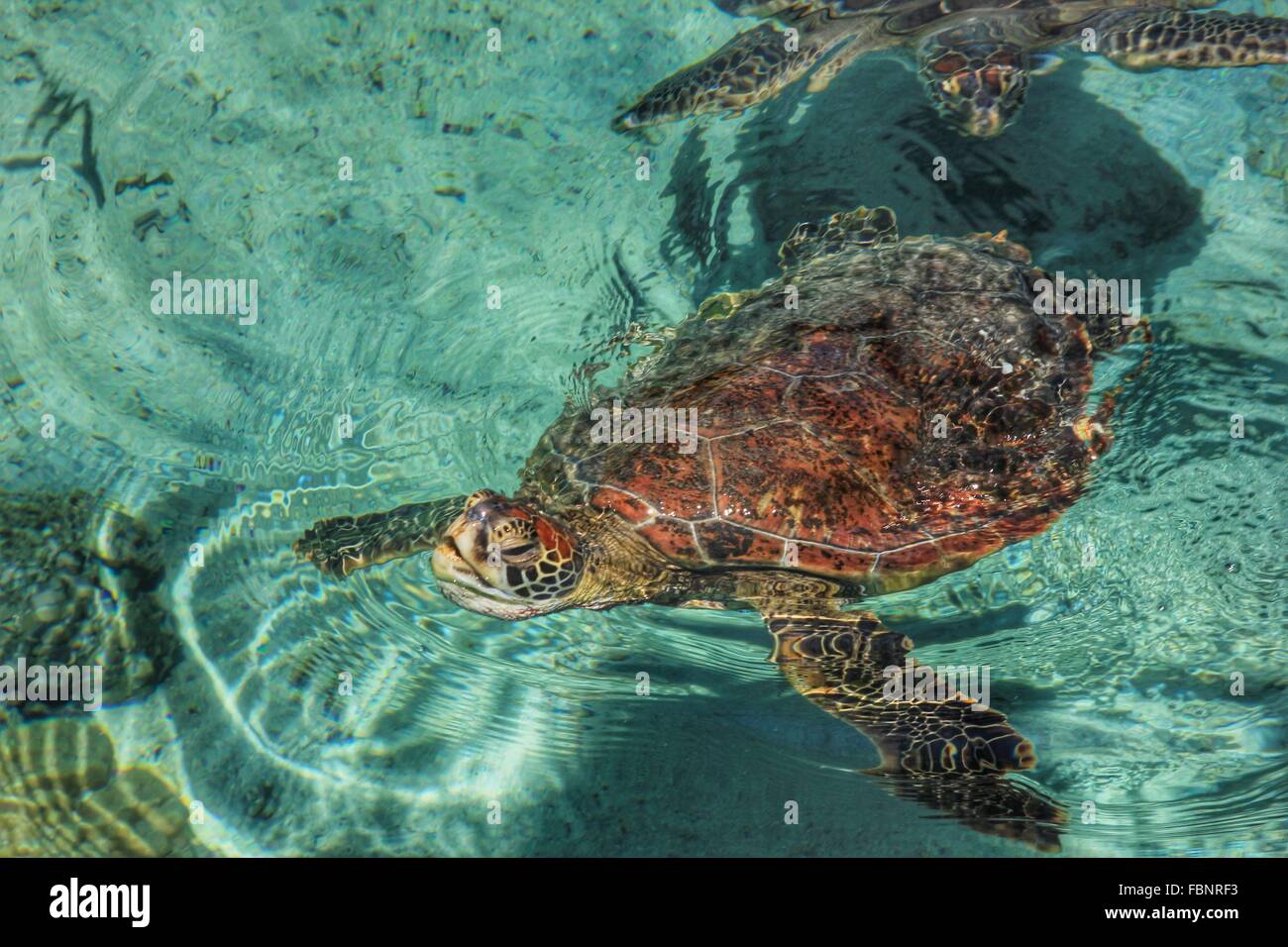 Green Turtles Swimming In Sea Stock Photo - Alamy