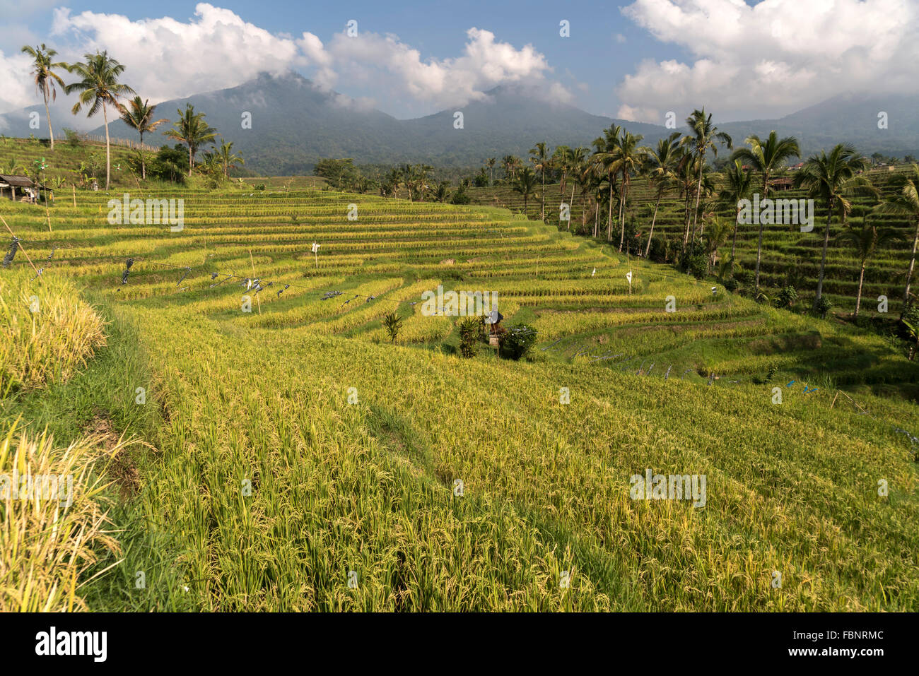the Jatiluwih Rice Terraces, UNESCO world heritage on Bali, Indonesia ...
