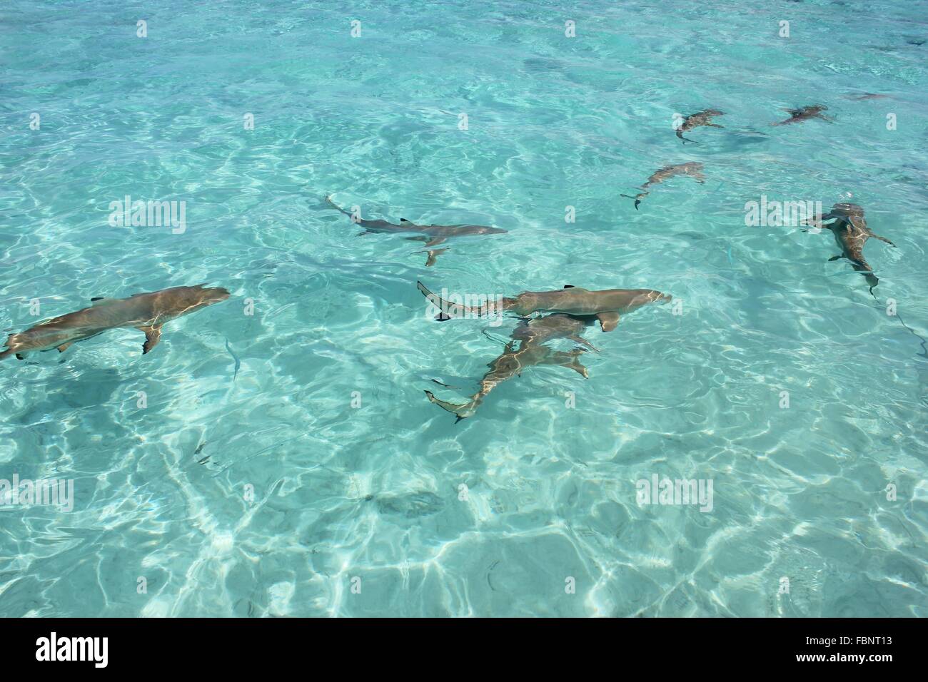 Group sharks hi-res stock photography and images - Alamy
