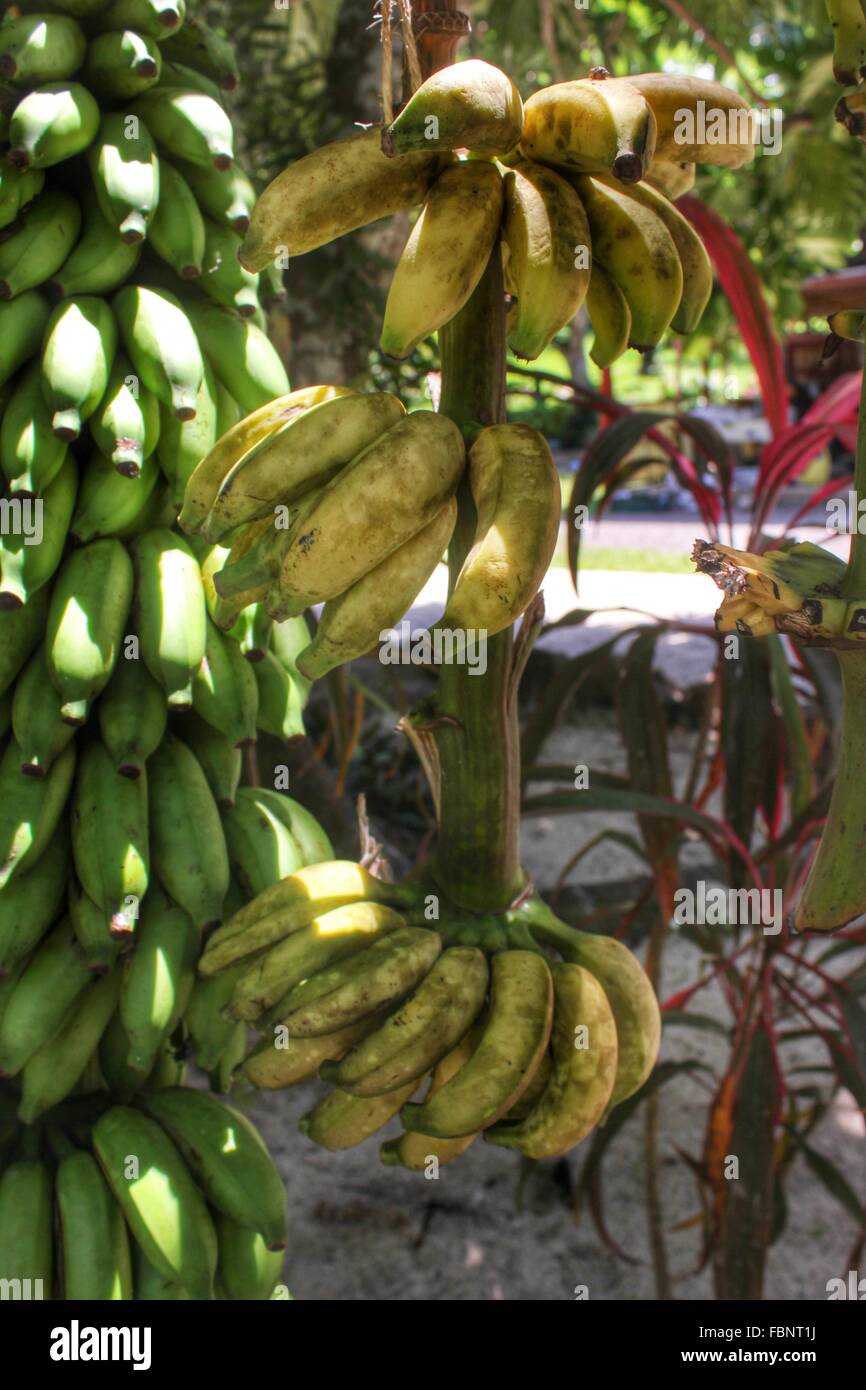 Hanging Banana Bunch High Resolution Stock Photography and Images - Alamy