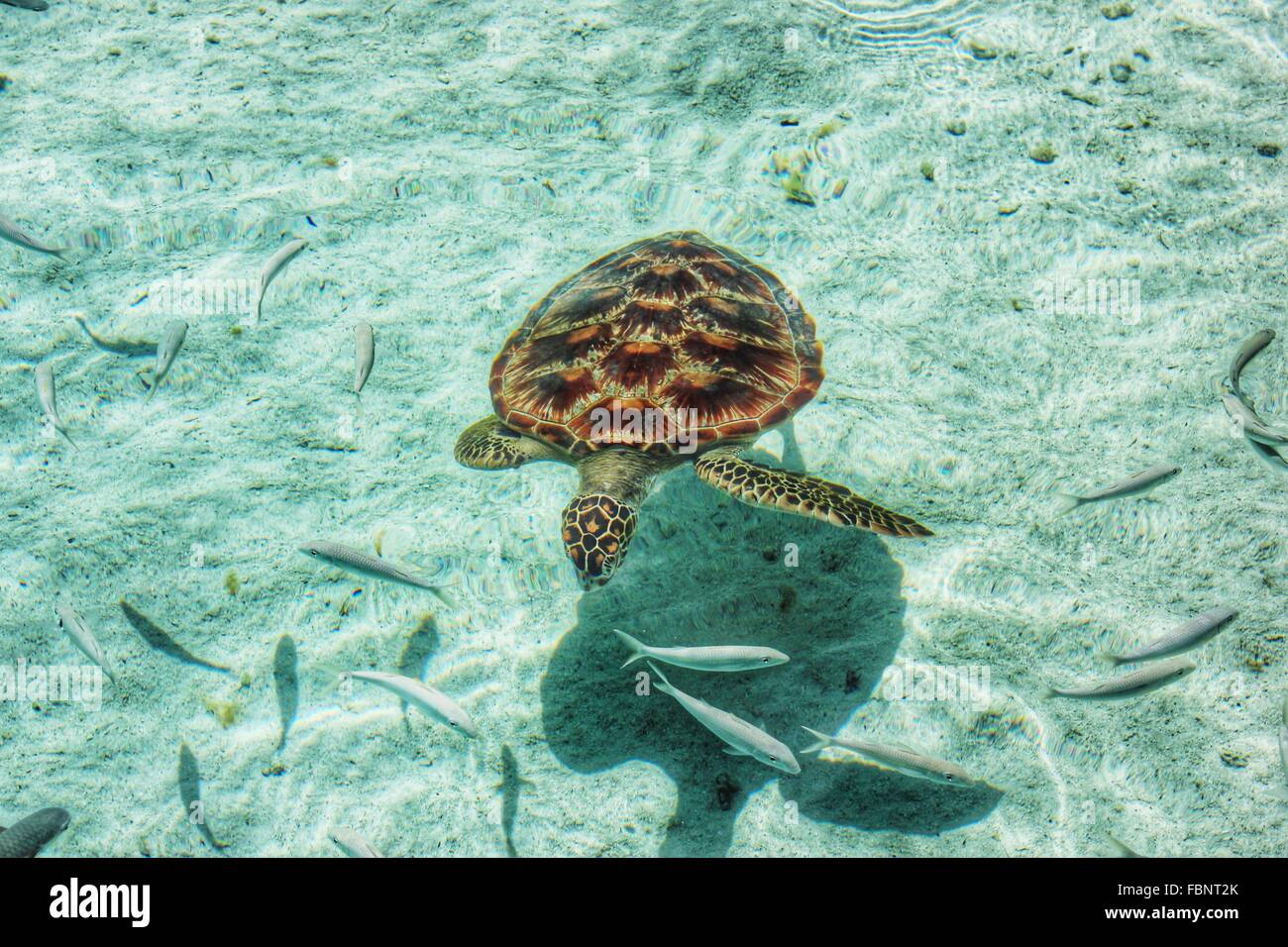 Large sea turtle hi-res stock photography and images - Alamy