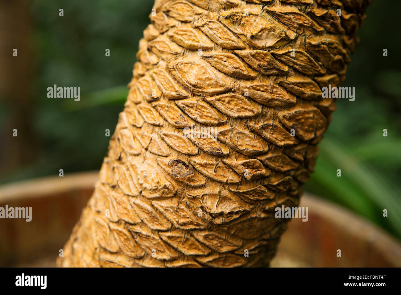 The patterned trunk of a tree in theHortus Botanicus in Amsterdam, the ...