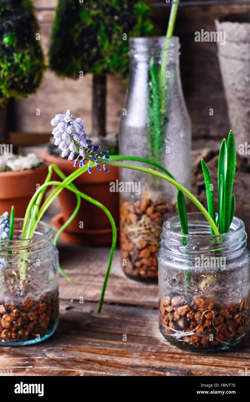 flowering plants hyacinths,sprouted in glass jars with drainage Stock ...