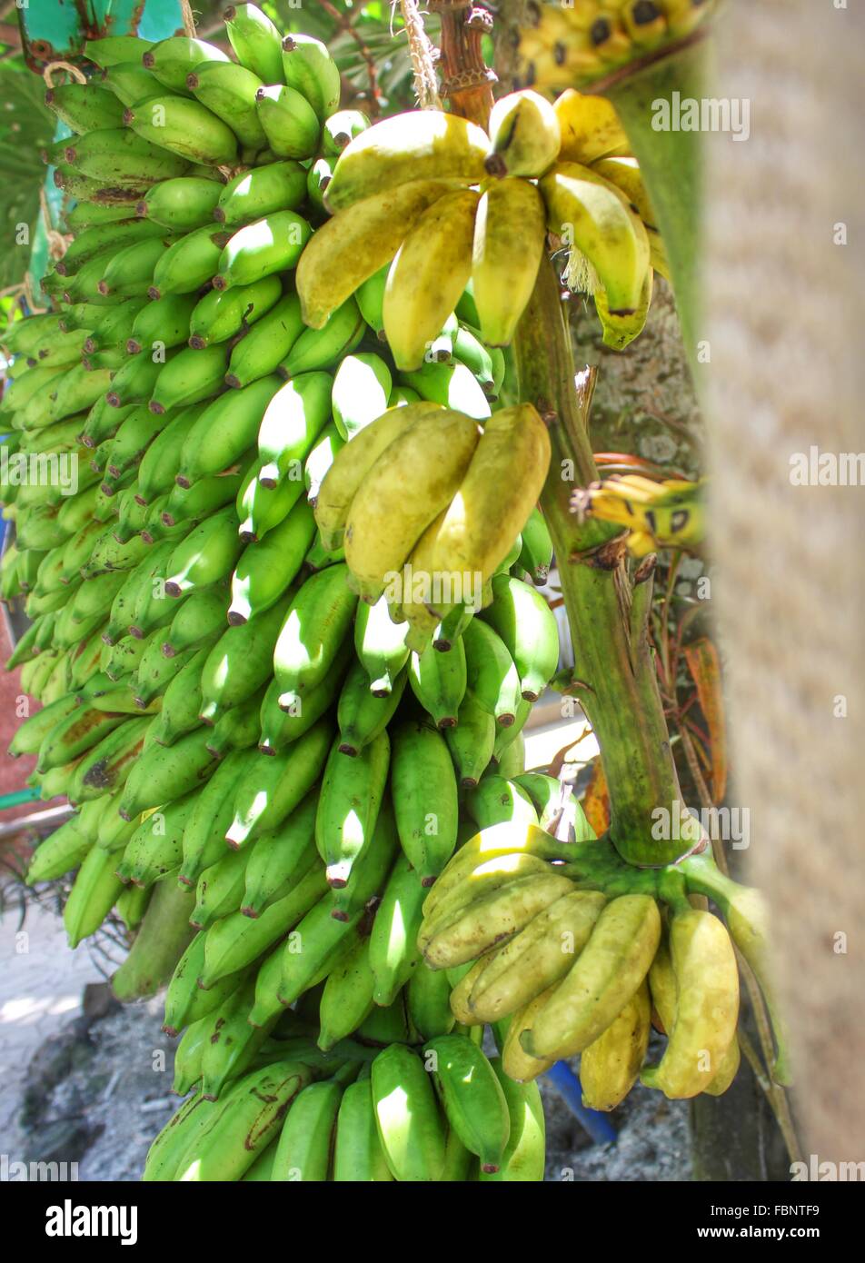 Are Bananas Good For The Puli