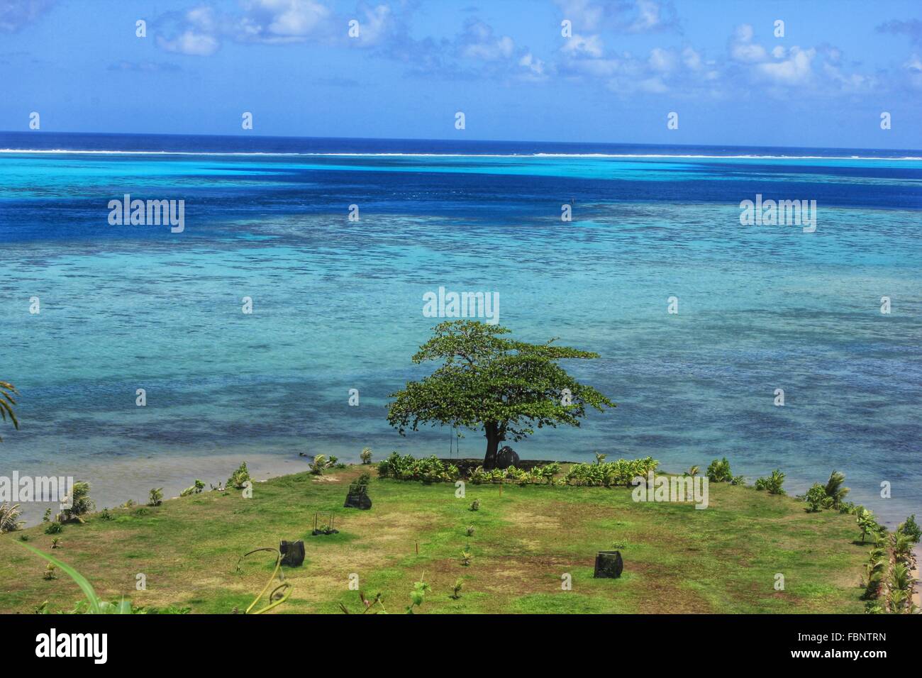 French Polynesia, Tahiti, Tree At Seaside Stock Photo - Alamy