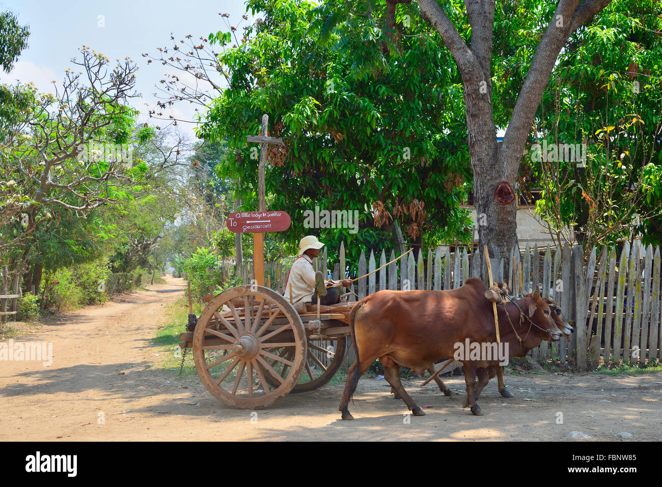 Side view of bullock cart driver with two chestnut coloured bullocks on ...