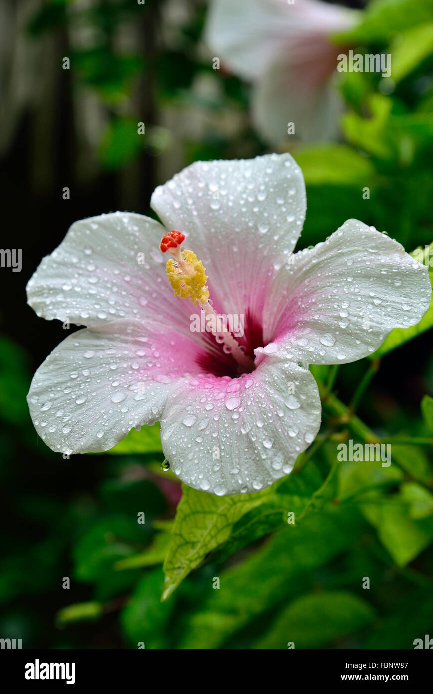 Cook islands flowers hi-res stock photography and images - Alamy